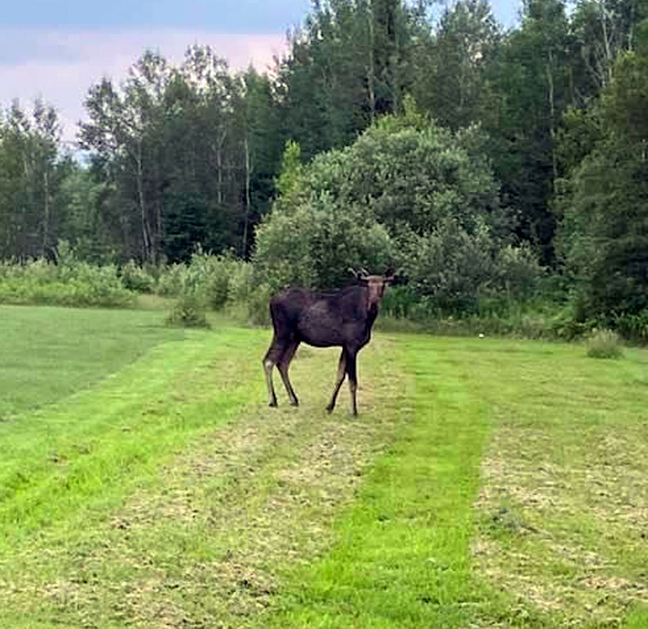 Socially distanced moose visit | News, Sports, Jobs - Adirondack Daily ...